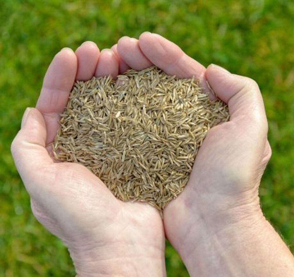 Semilla De Pasto Rye Grass Perenne Mathilde 1 Kilo