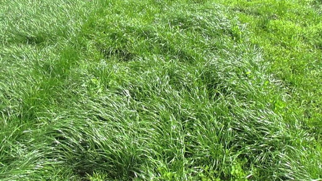 Semilla De Pasto Rye Grass Perenne Mathilde 1 Kilo