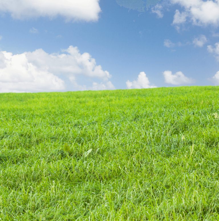 Semilla De Pasto Rye Grass Perenne Mathilde 1 Kilo